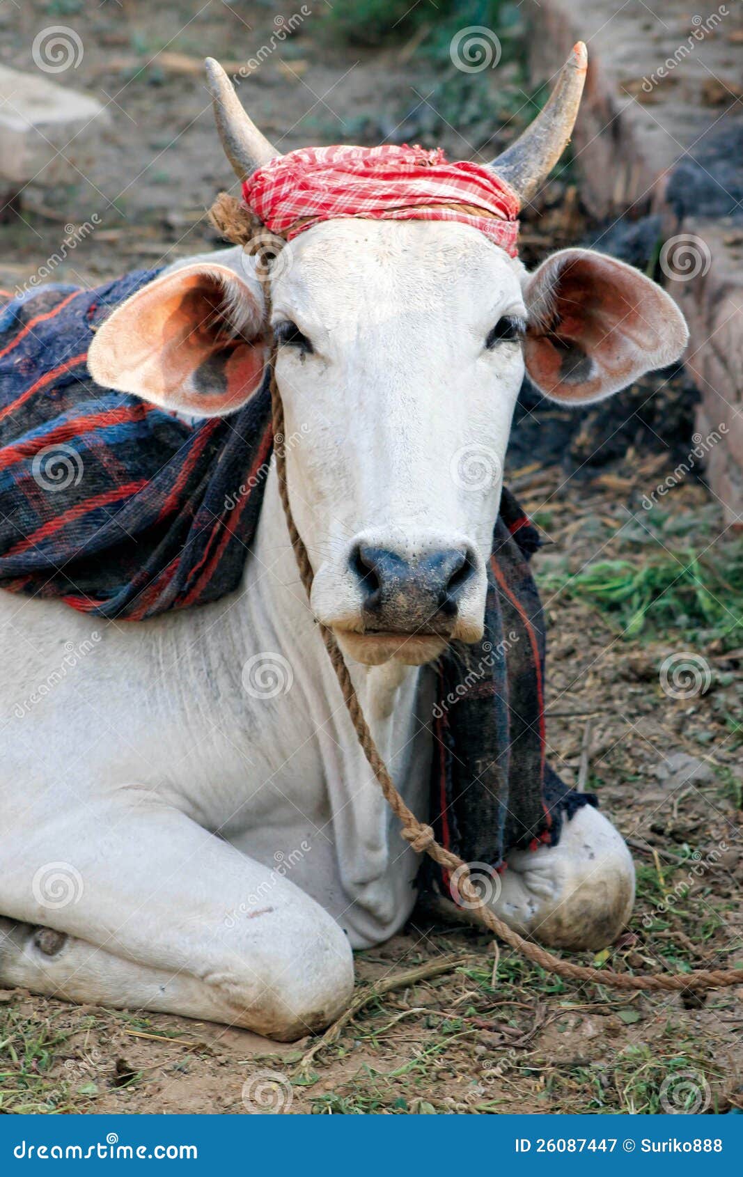 Indian cow stock image. Image of field, milk, landscape - 26087447