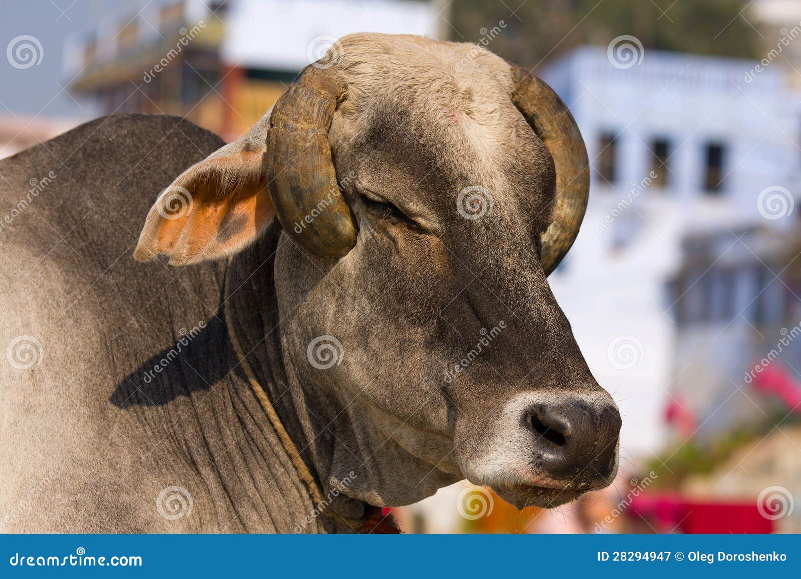 Indian cow stock image. Image of domestic, farming, asia - 28294947