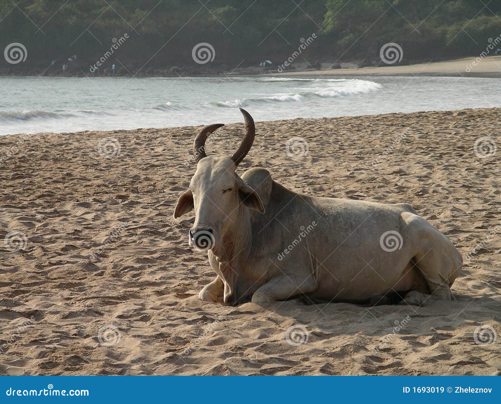 Indian cow on the beach stock image. Image of yellow, resting - 1693019