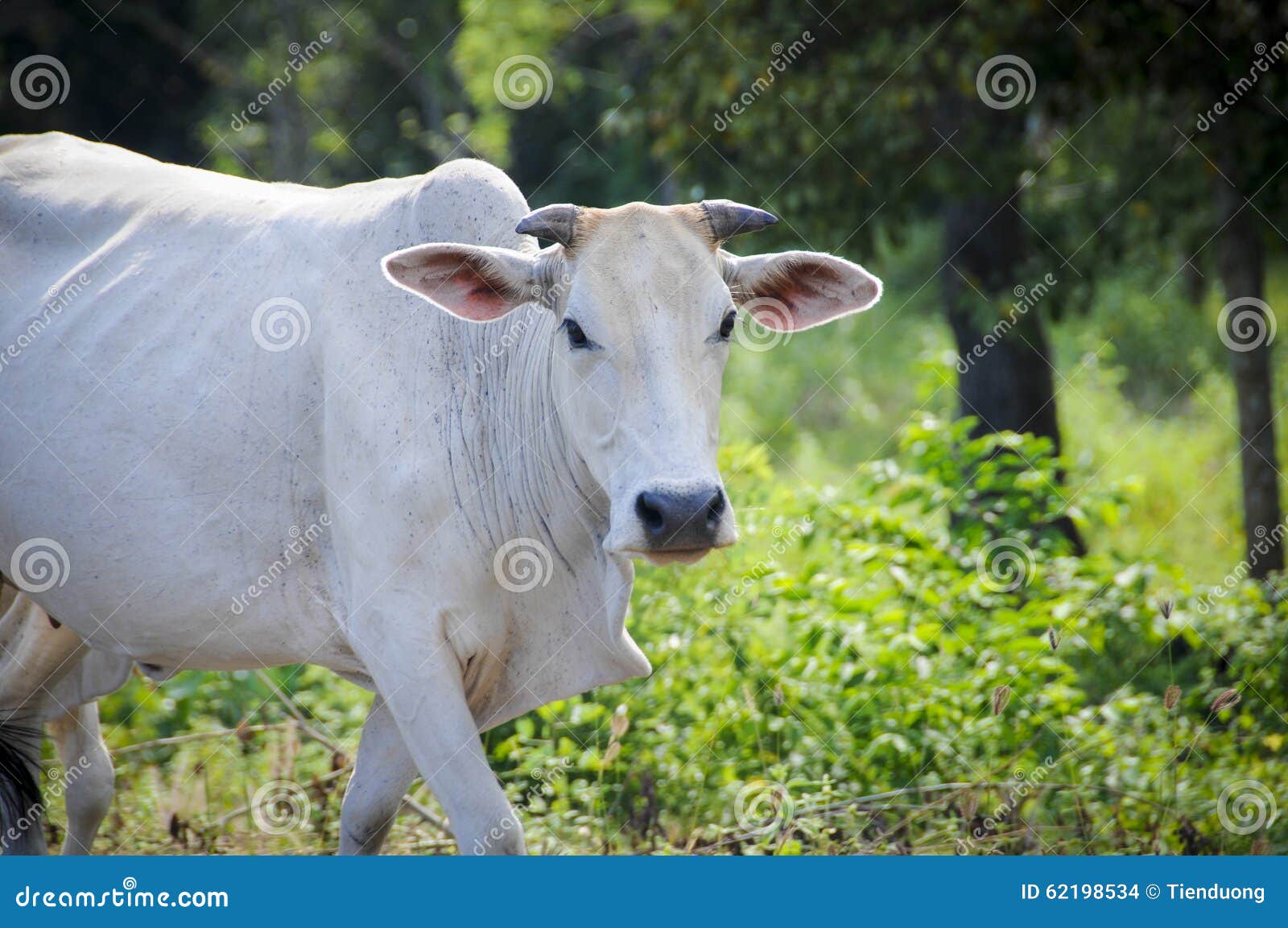 Indian cow stock photo. Image of countryside, carne, field - 62198534