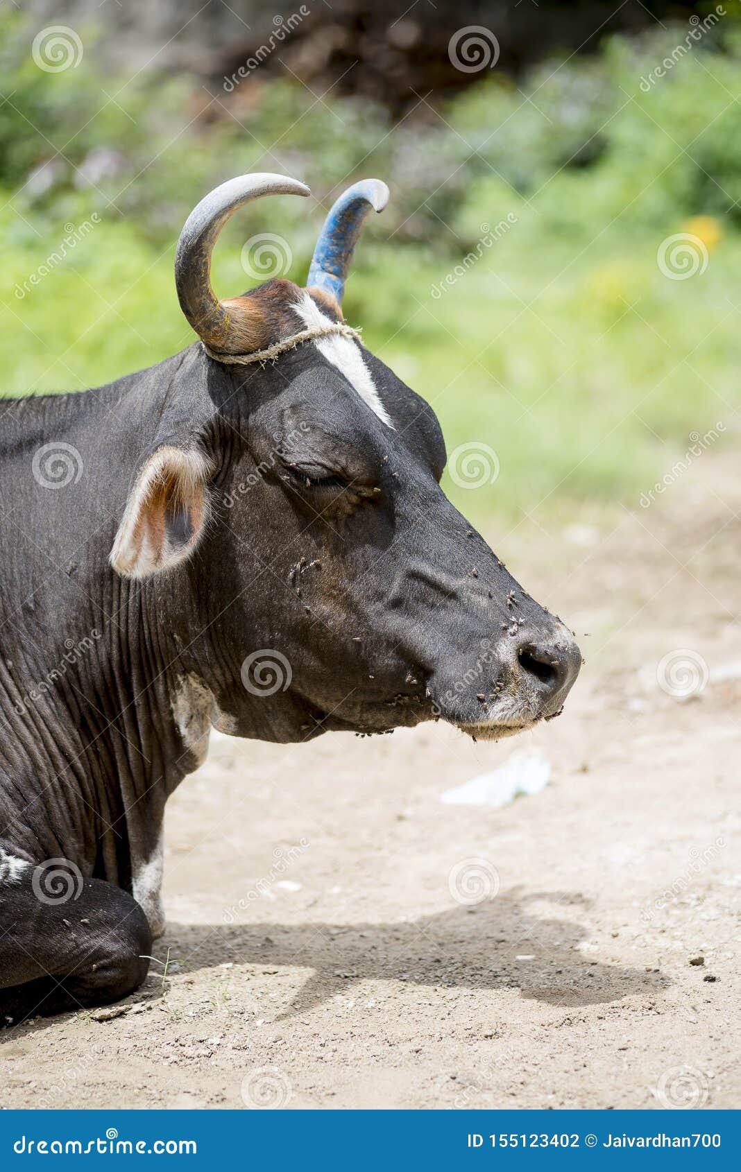 Indian Cow Breed Close - Up Stock Photo - Image of banaras, history ...