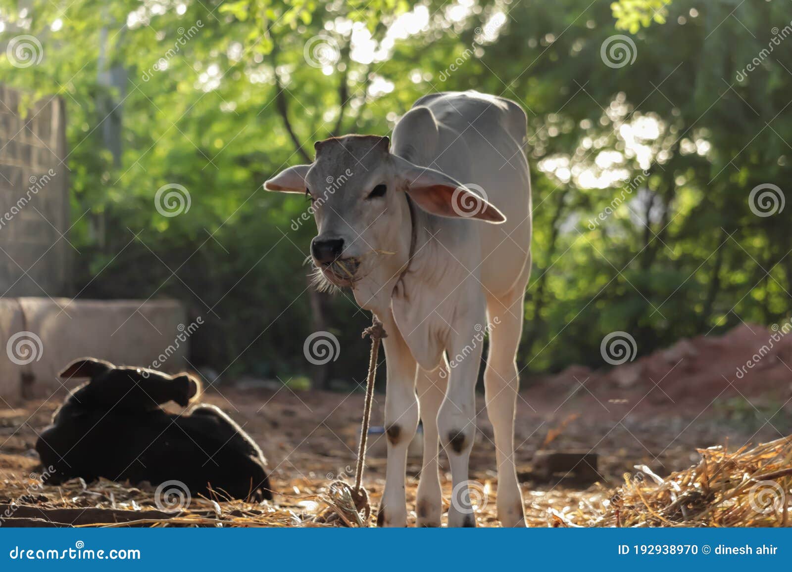 Indian cow calf stock photo. Image of grass, grazing - 192938970