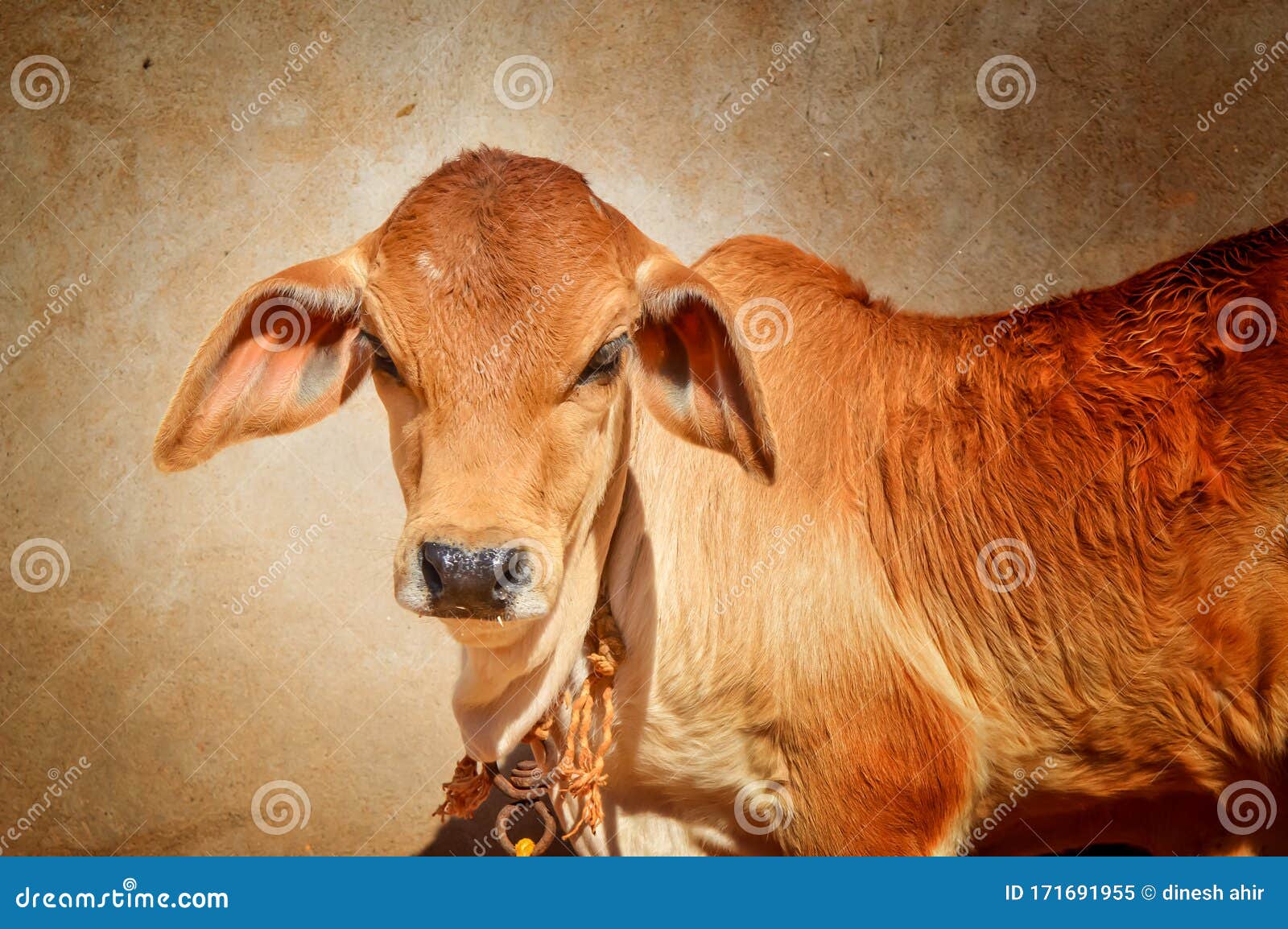 Indian Cow Calf Beautiful View Stock Image - Image of cattle, horn ...