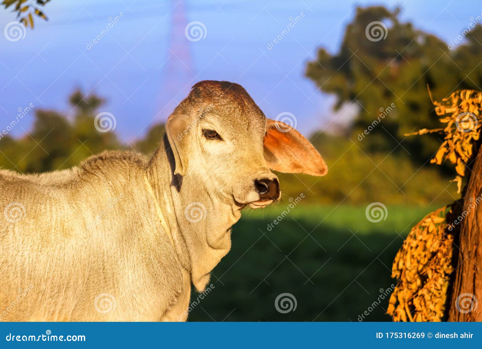 Indian Cow Calf Beautiful View,brown Calf Stock Image - Image of bovine ...