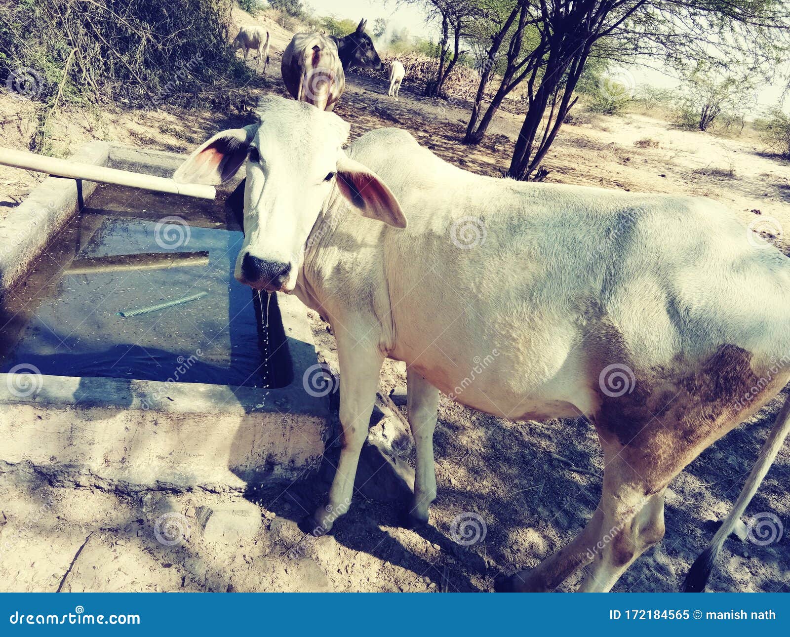 Indian Cow Drinking Water at Pond Stock Image - Image of water, indian ...