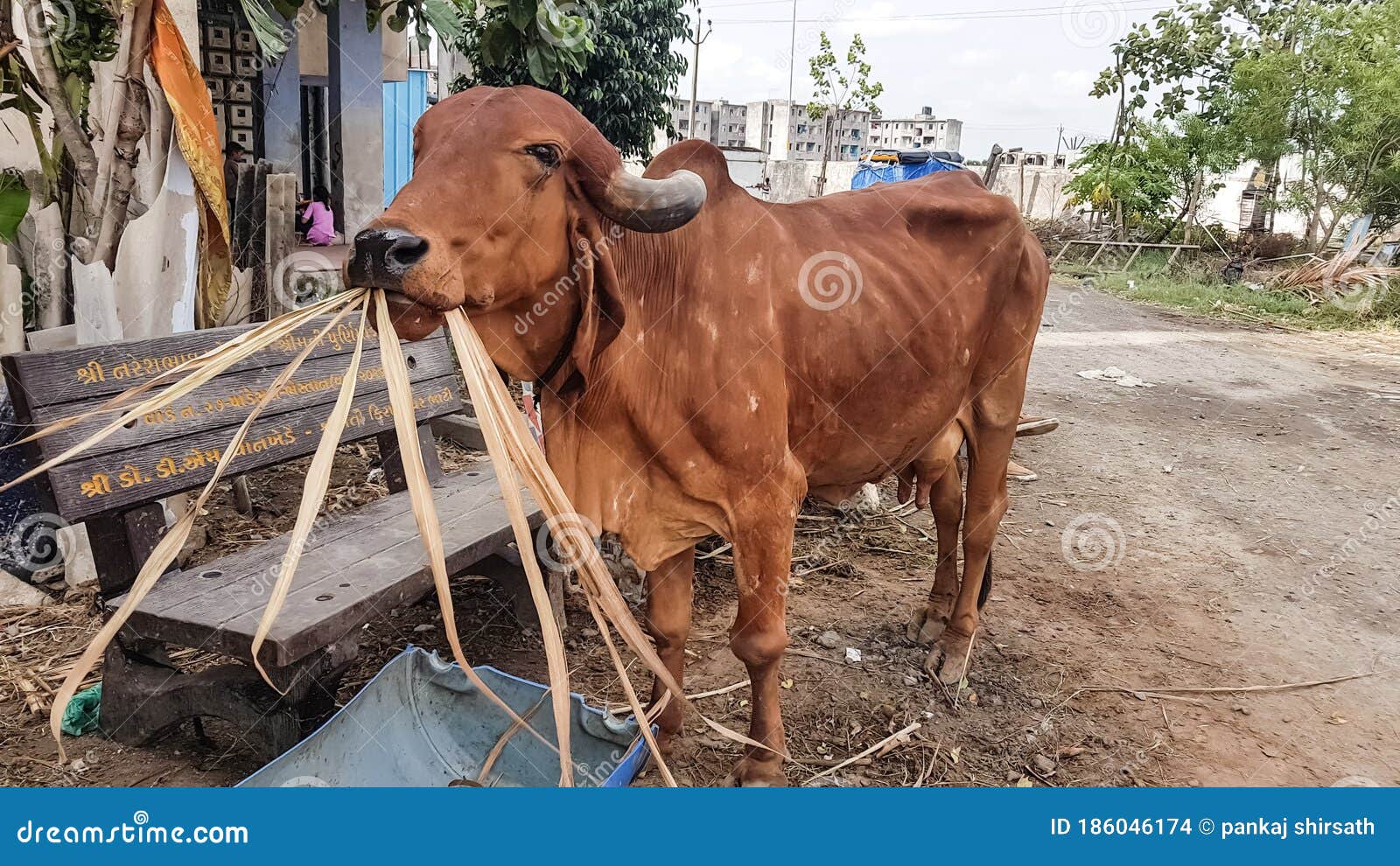 Indian Cow Eating Fodder. Animal Stock Photo - Image of eating, fodder ...