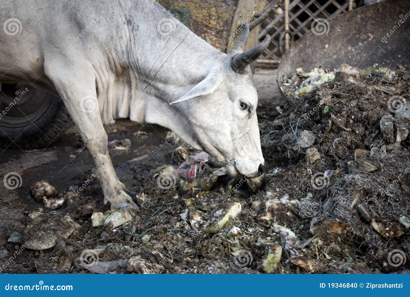 Indian cow eating garbage stock photo. Image of muck - 19346840