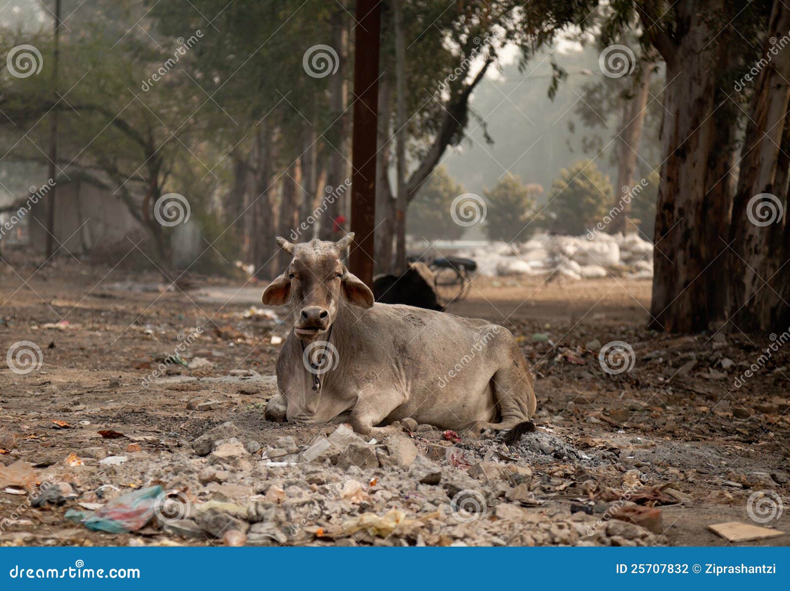 Indian cow eating garbage stock photo. Image of animals - 25707832