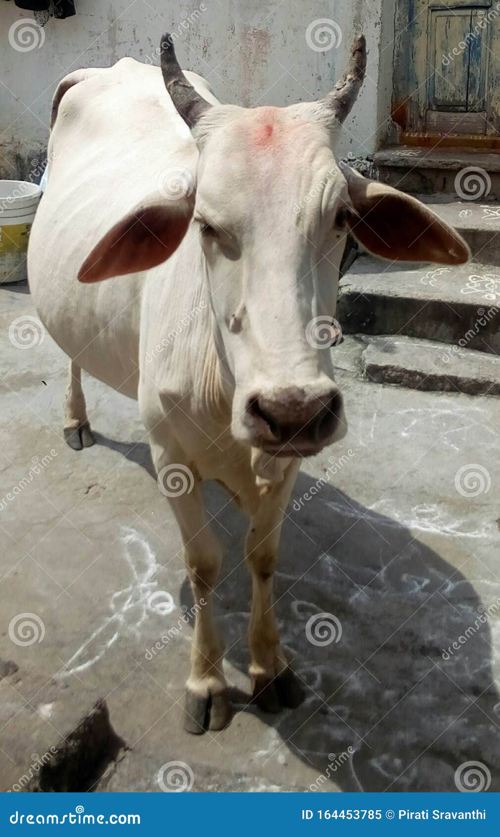 Indian cow at home stock image. Image of indian, home - 164453785