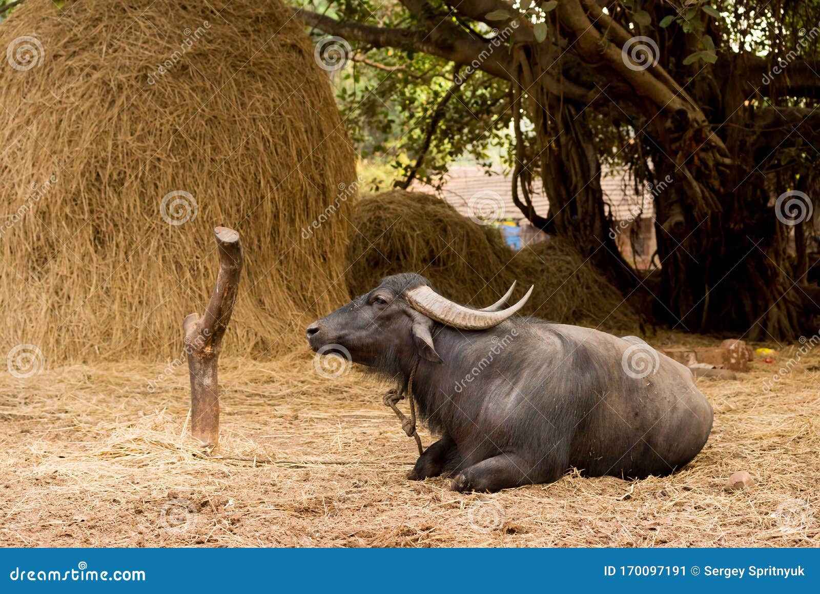 Indian Cow Lying on the Background of a Haystack Stock Image - Image of ...