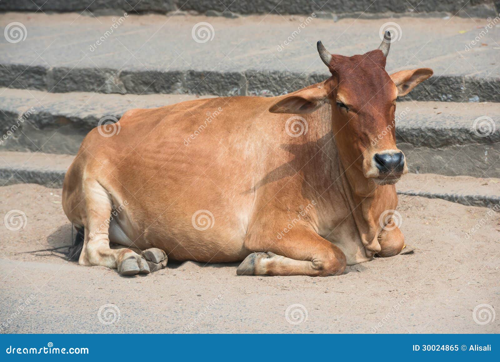 Cow Lying at Steps the Temple Stock Image - Image of quiet, india: 30024865