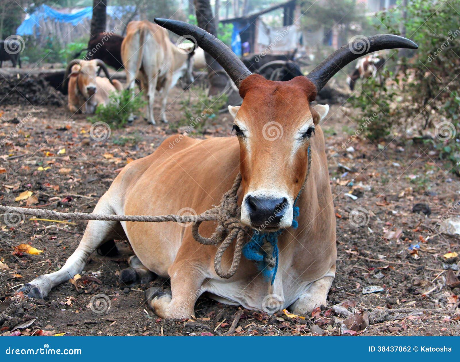 Indian Cow Resting on the Ground Stock Photo - Image of goan, animals ...