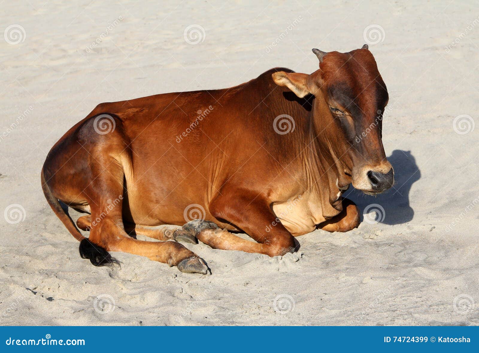 Indian Cow Resting on the Sandy Beach of Goa Stock Image - Image of ...