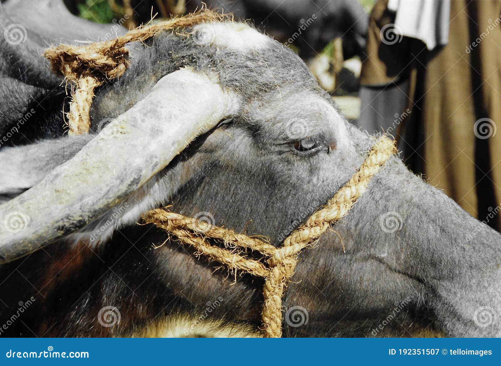 Indian Cow with Rope Harness Stock Image - Image of female, nature ...