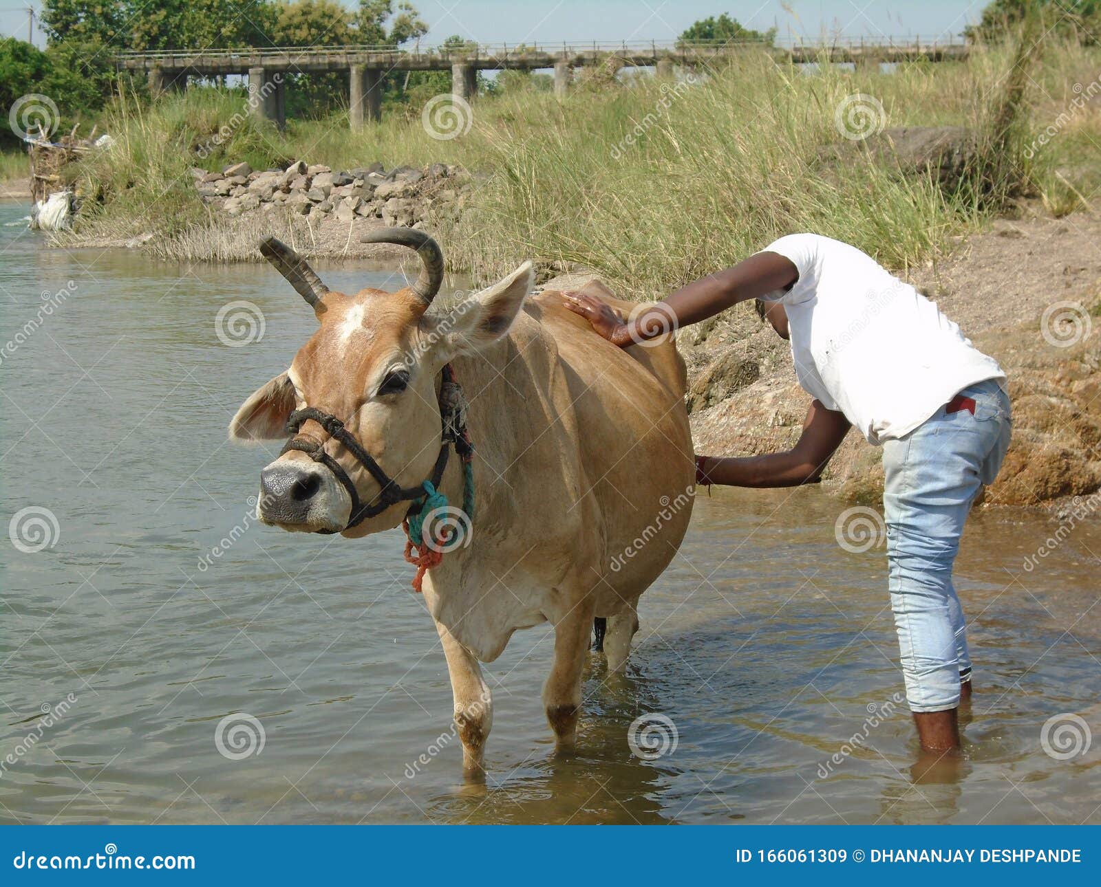 A Cow Bathing in the River by a Manon Editorial Stock Image - Image of ...