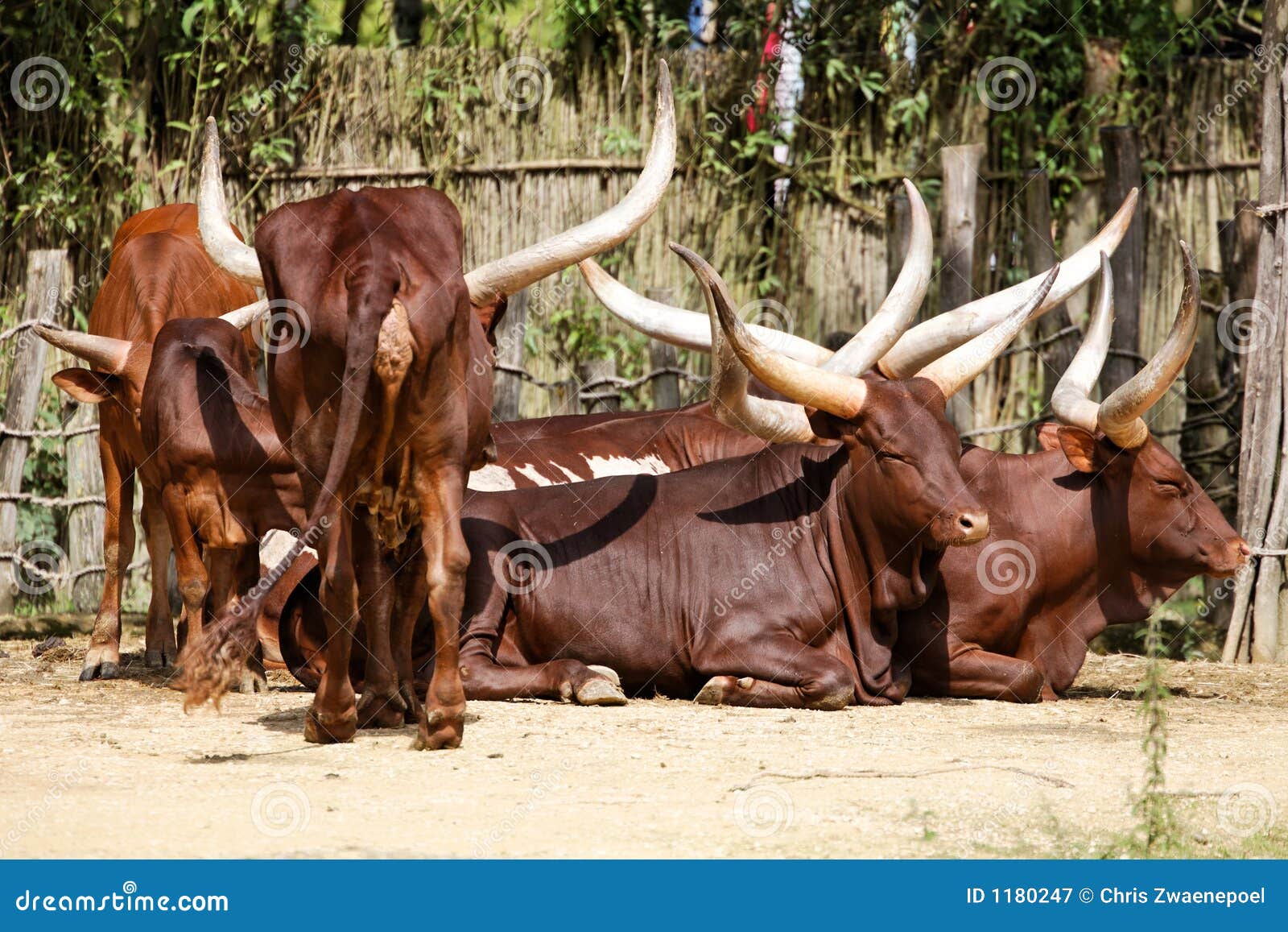 Indian Cows Royalty-Free Stock Photography | CartoonDealer.com #1180247