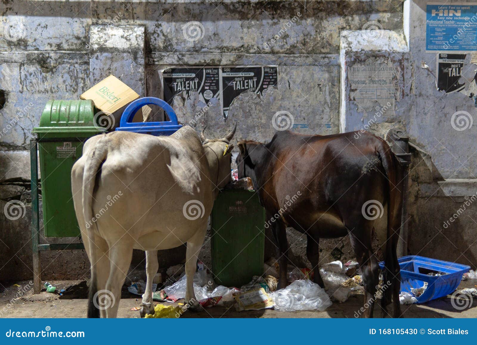 Cows Eating from Garbage in India Editorial Image - Image of herd, city ...