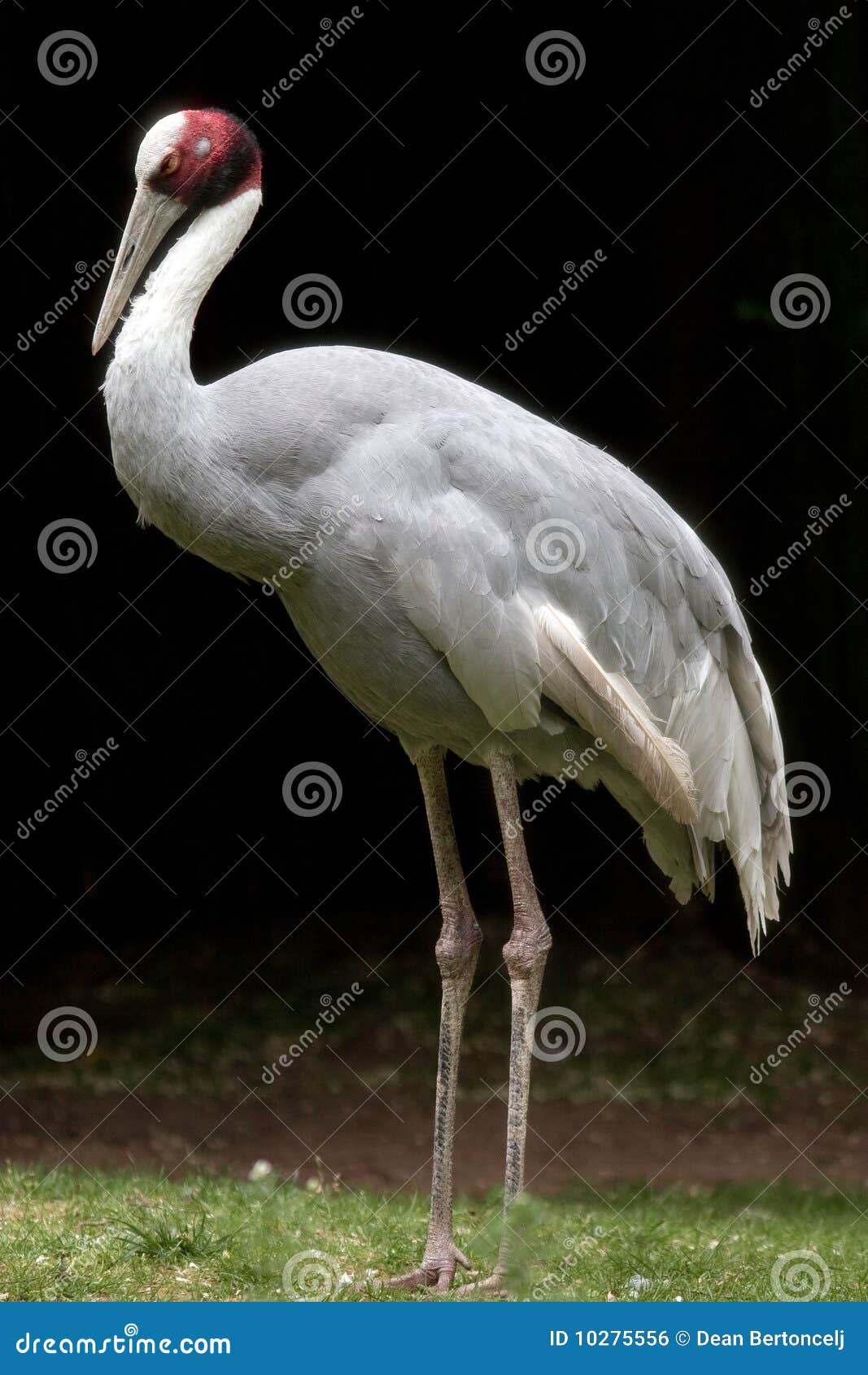 Indian crane stock photo. Image of nature, bird, standing - 10275556