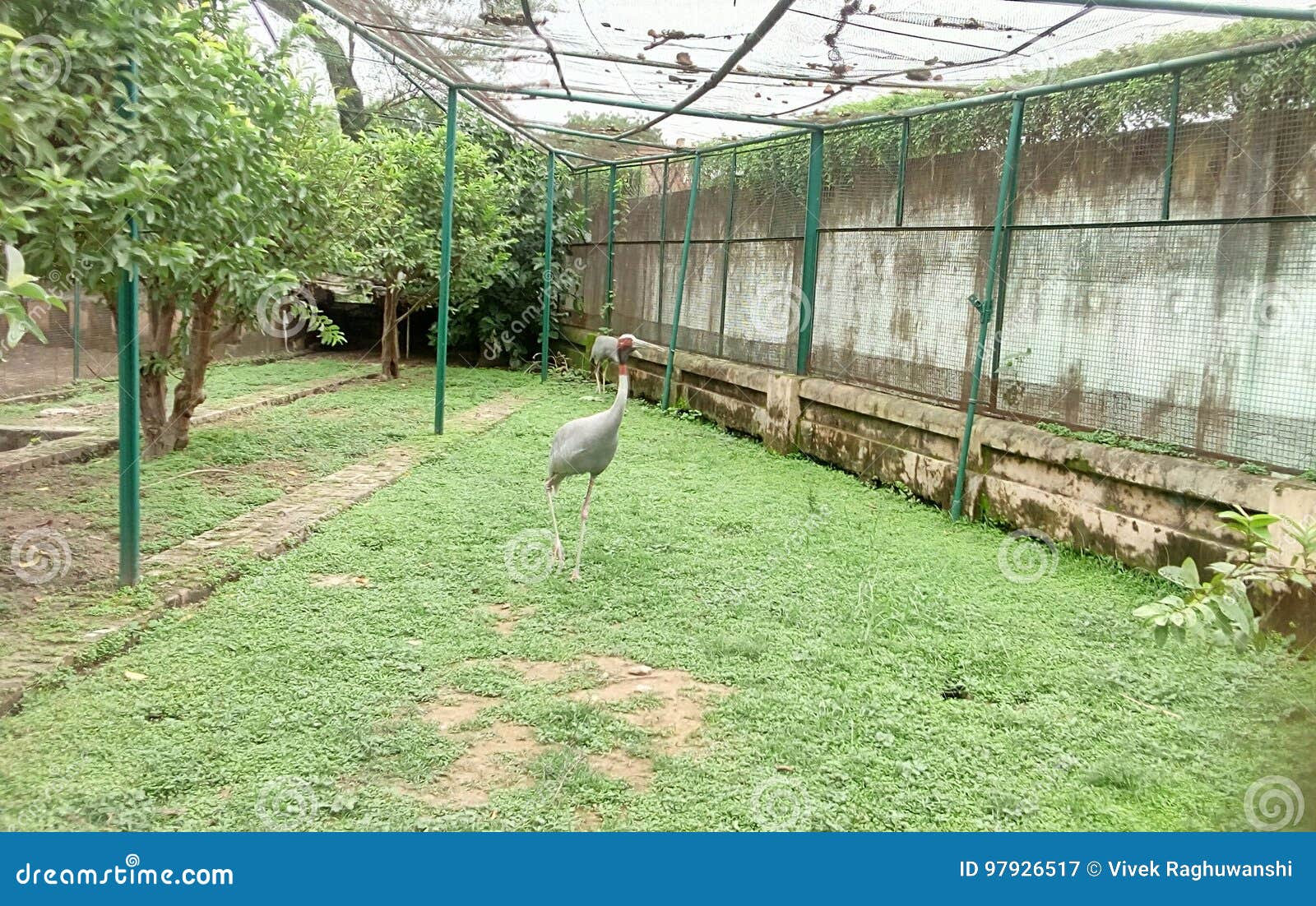 Indian crane stock image. Image of pradesh, indian, uttar - 97926517