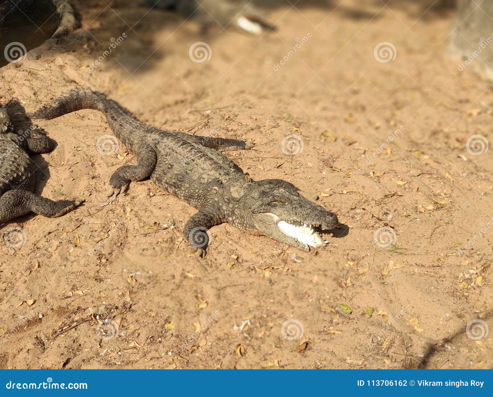 Croc Week Stock Photos - Free & Royalty-Free Stock Photos from Dreamstime