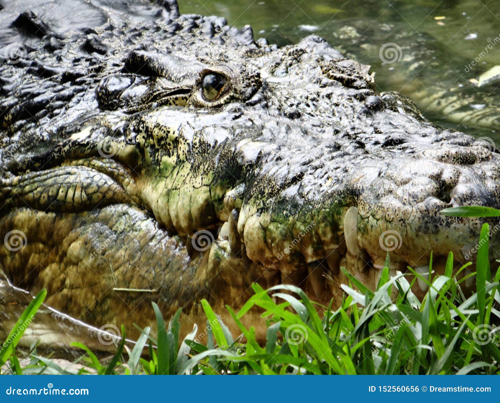 Indian Crocodile stock photo. Image of southindia, species - 152560656