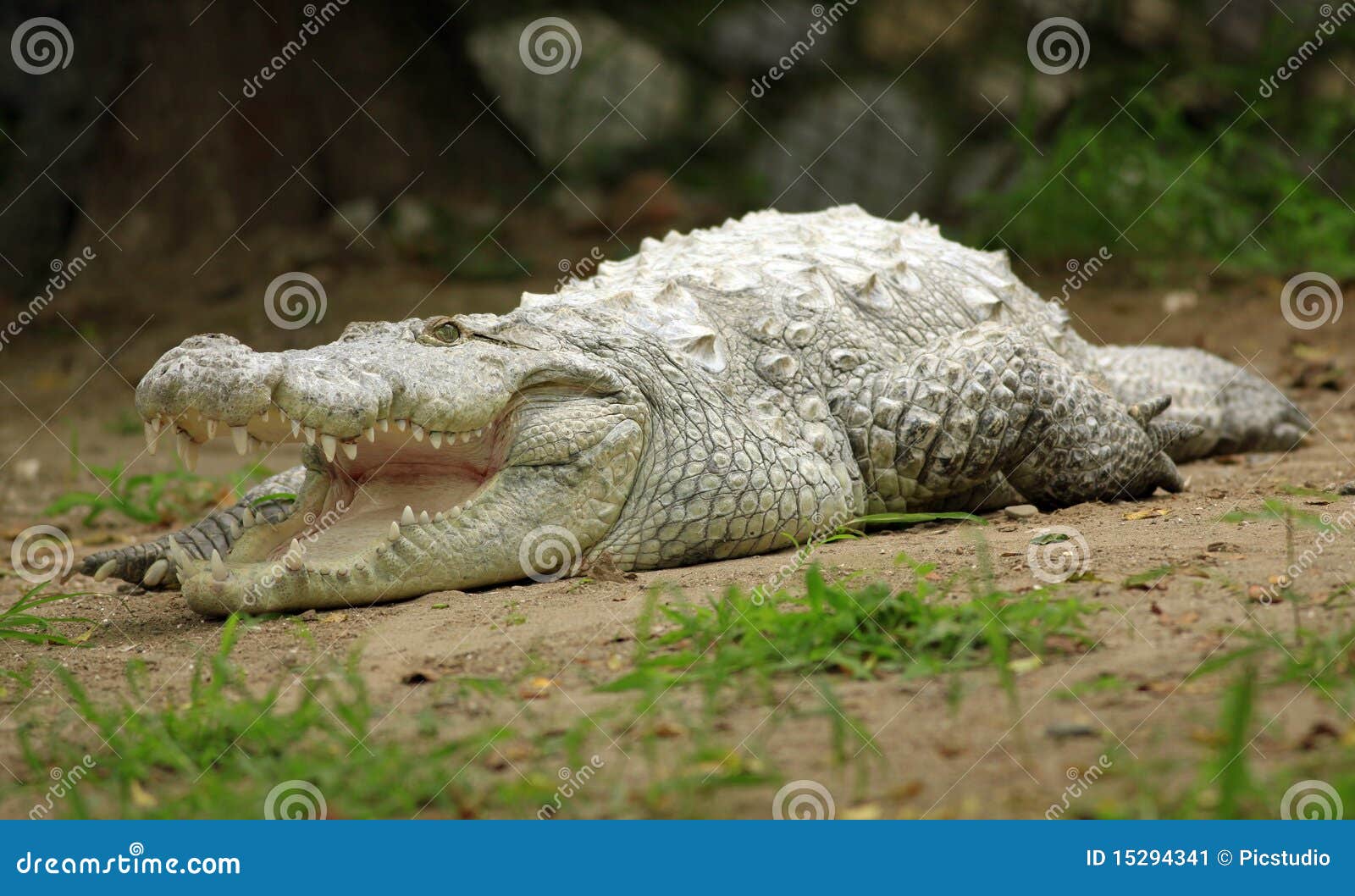 Indian crocodile stock image. Image of fear, amphibian - 15294341
