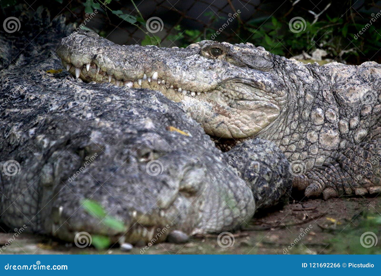 Indian Crocodile Gharial Royalty-Free Stock Photography | CartoonDealer ...