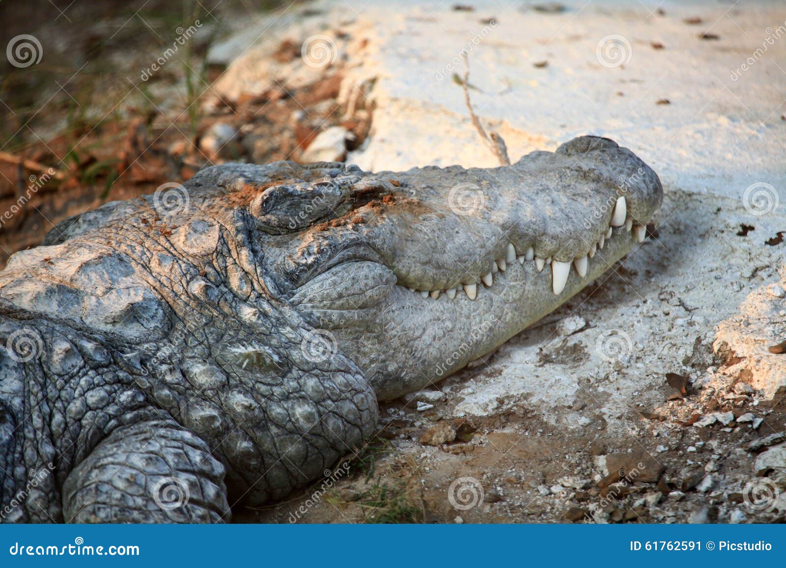 Indian crocodile stock image. Image of skin, croc, crocodile - 61762591