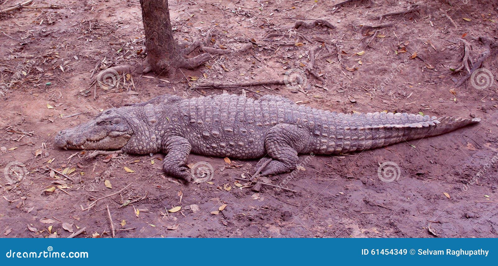 Indian crocodile stock image. Image of reptiles, wild - 61454349