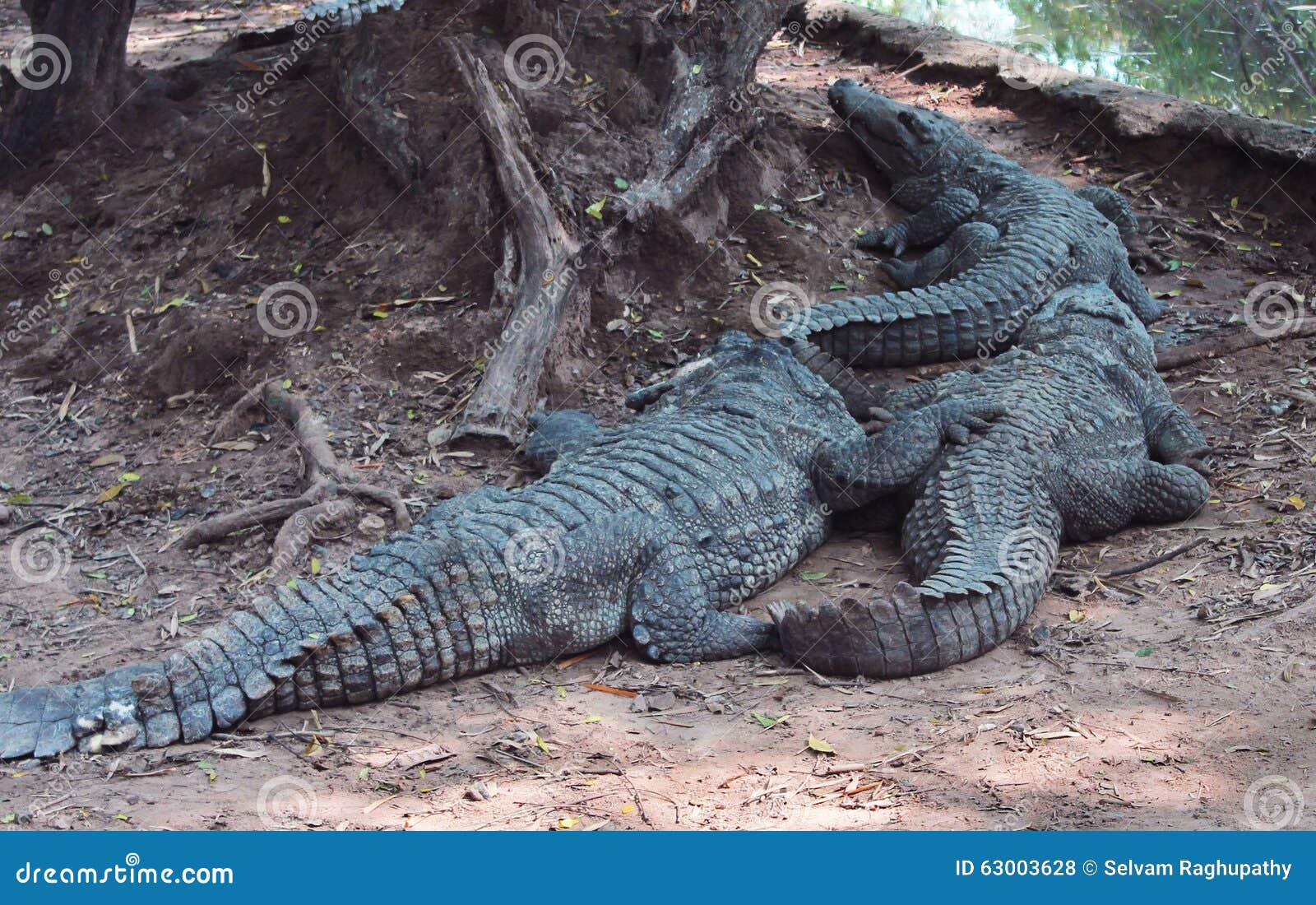 Indian crocodile stock photo. Image of skin, park, reptiles - 63003628