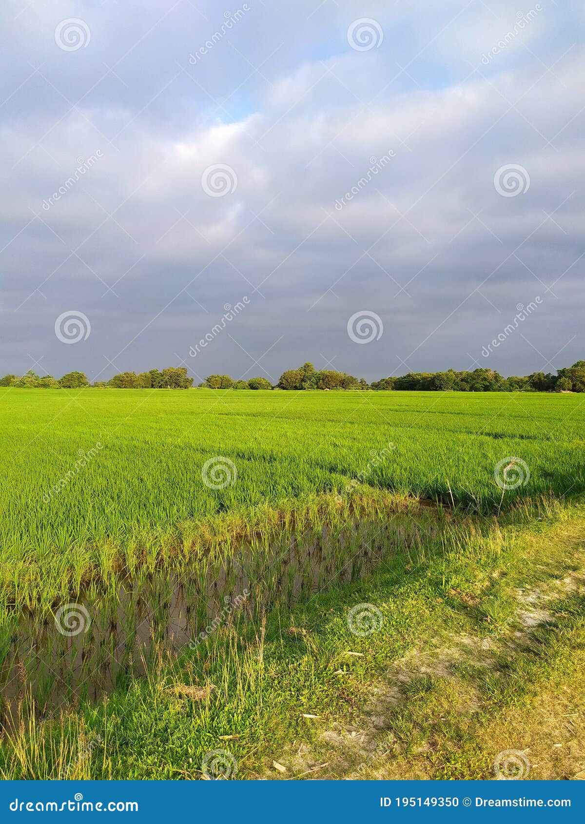Indian Crop Land and Paddy Farms Stock Photo - Image of rice, organic ...
