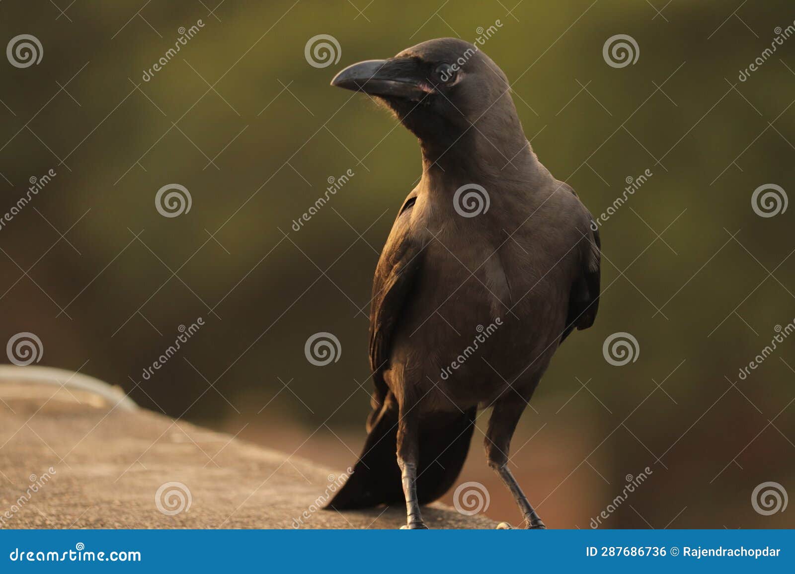 Indian Crow Black Crow Rajesthan Stock Photo - Image of beak, seabird ...