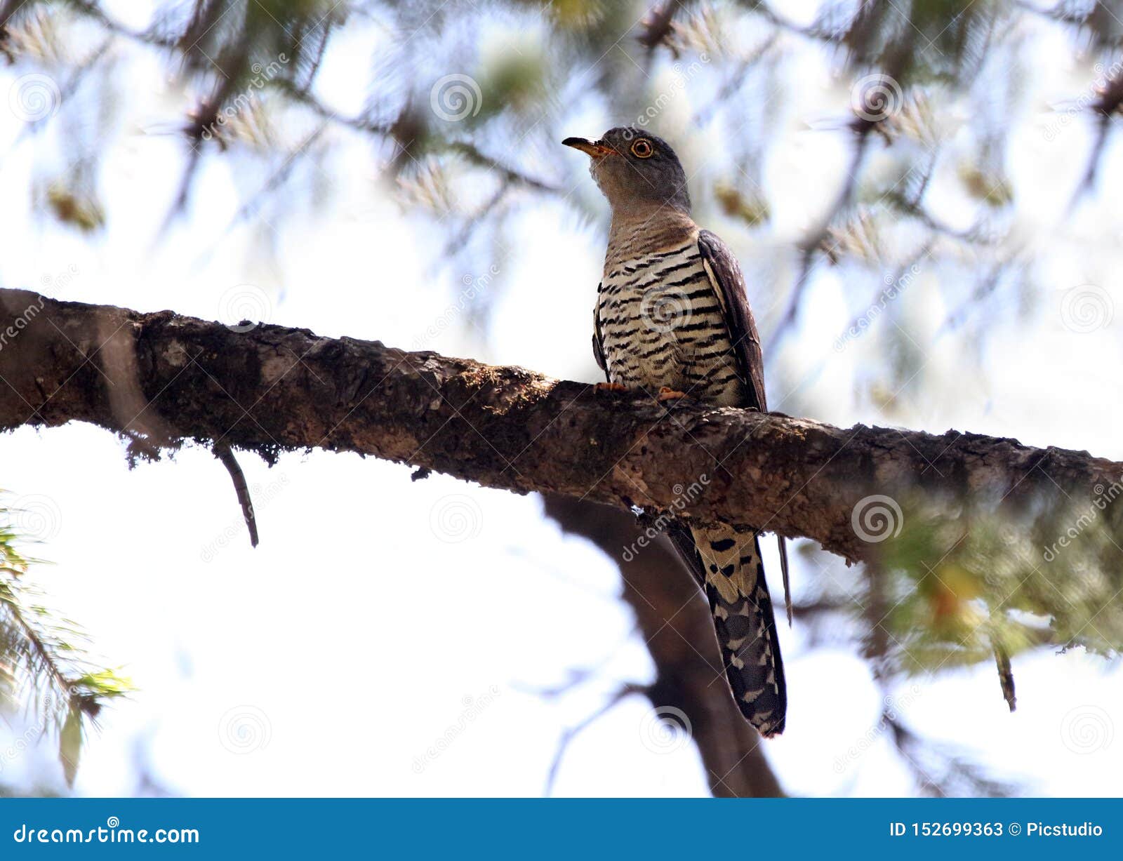 Indian cuckoo stock image. Image of migrant, avian, wildlife - 152699363