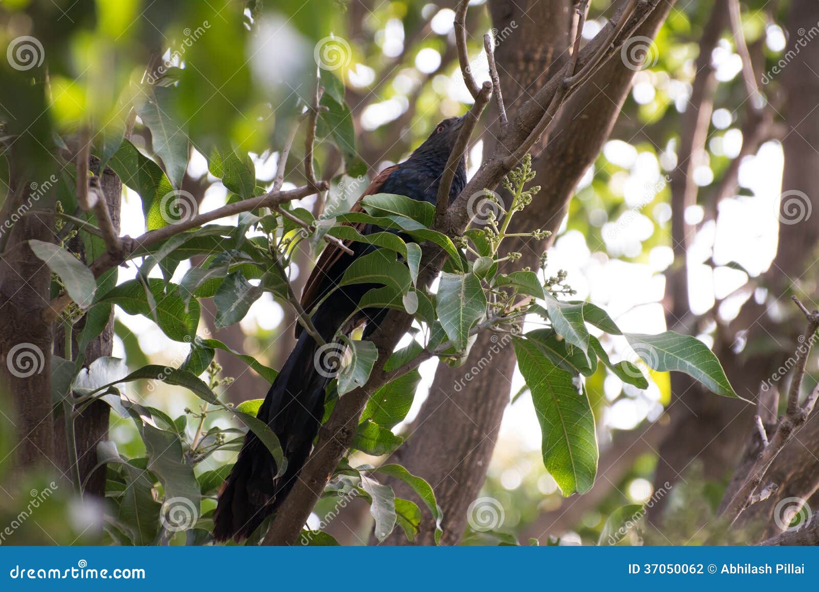 Indian Cuckoo Bird stock photo. Image of mango, birds - 37050062