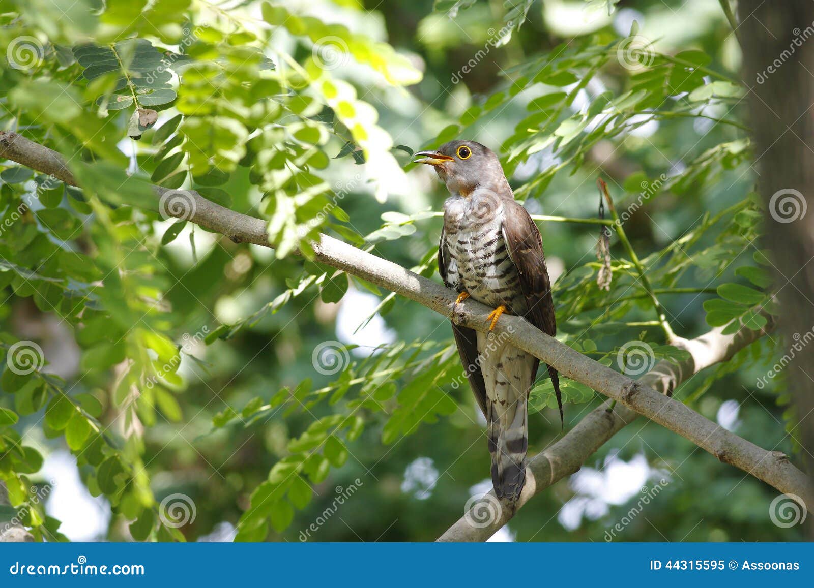 Indian Cuckoo Cuculus Micropterus Stock Image - Image of nature ...
