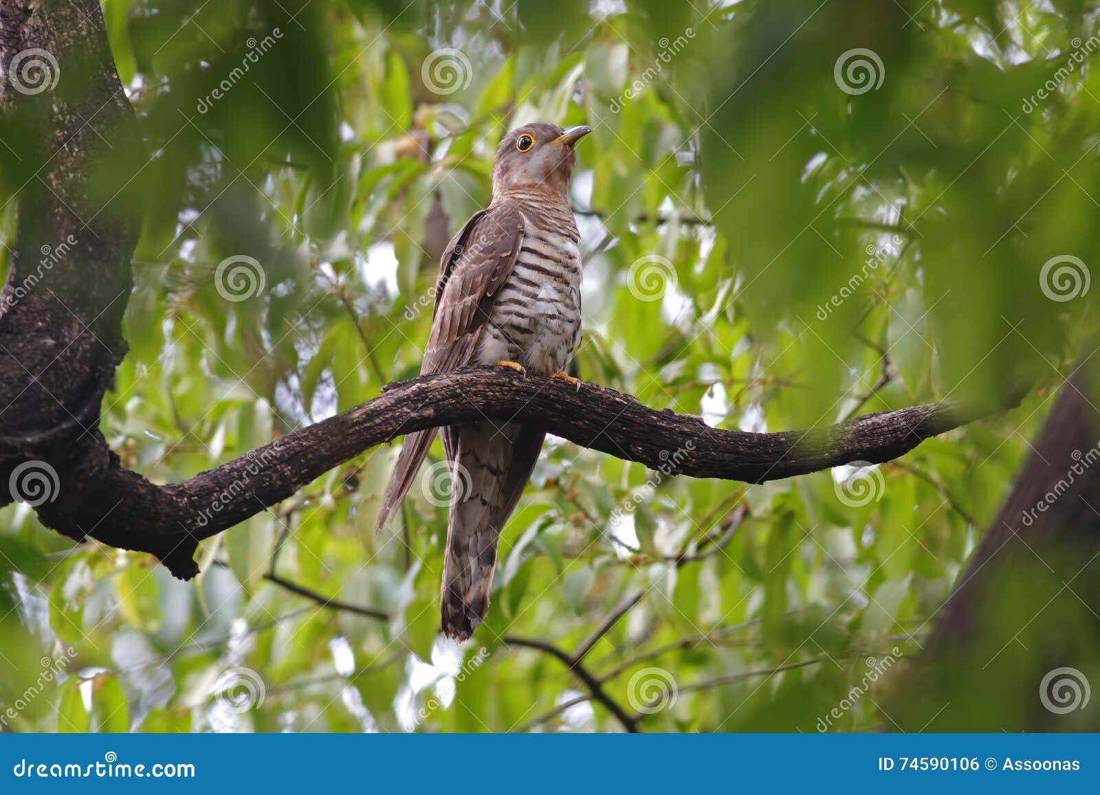 Indian Cuckoo Cuculus Micropterus Birds of Thailand Stock Photo - Image ...