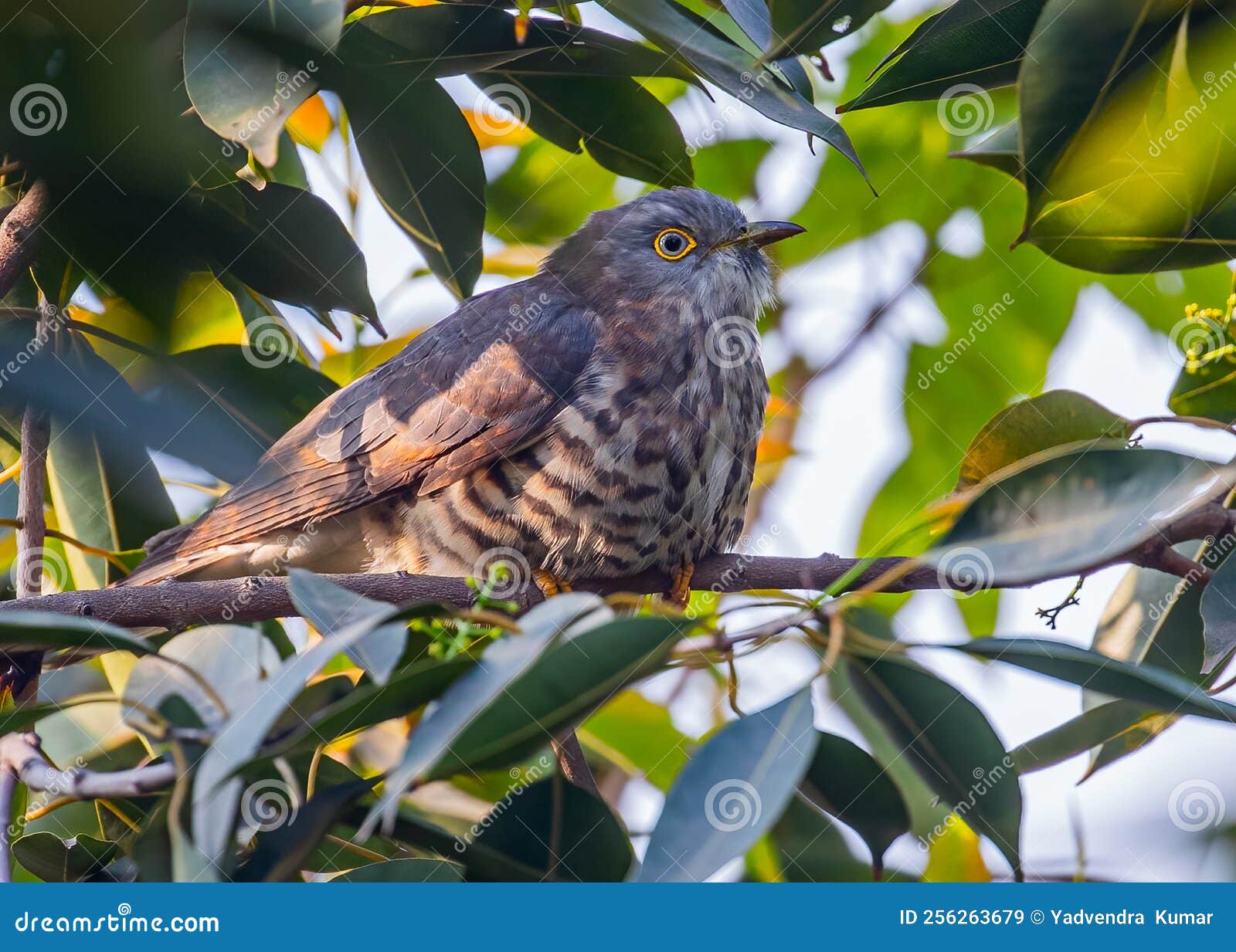Indian Cuckoo Hiding and Resting Stock Image - Image of natural, cuckoo ...