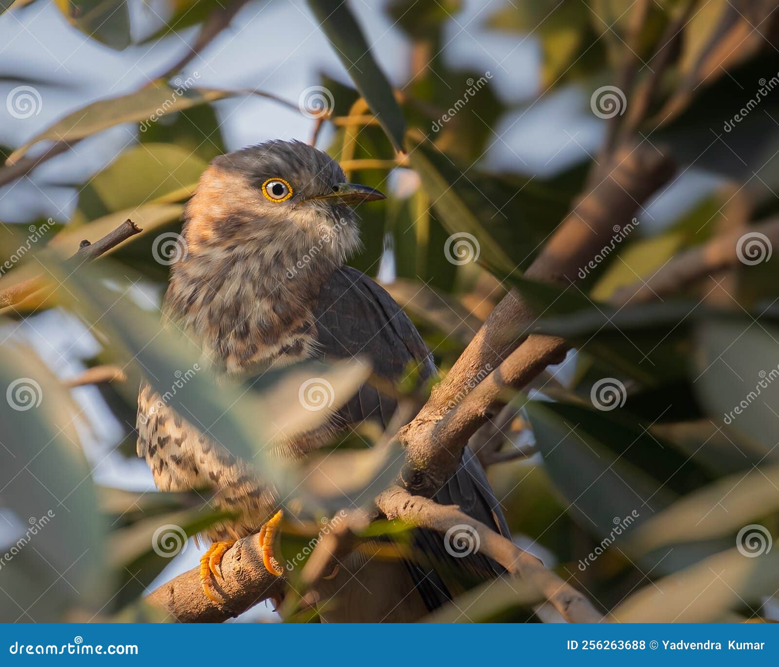 Indian Cuckoo Hiding in a Tree Stock Photo - Image of animal, brown ...