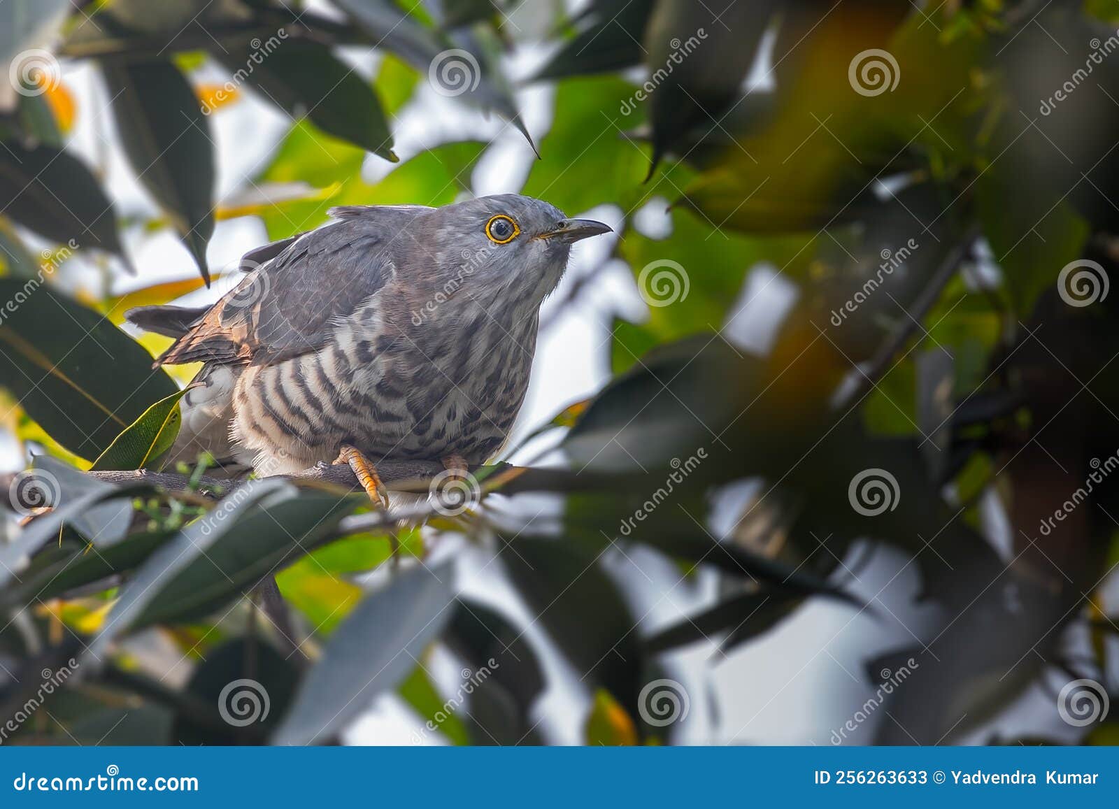 An Indian Cuckoo Looking Out Stock Image - Image of wing, bird: 256263633