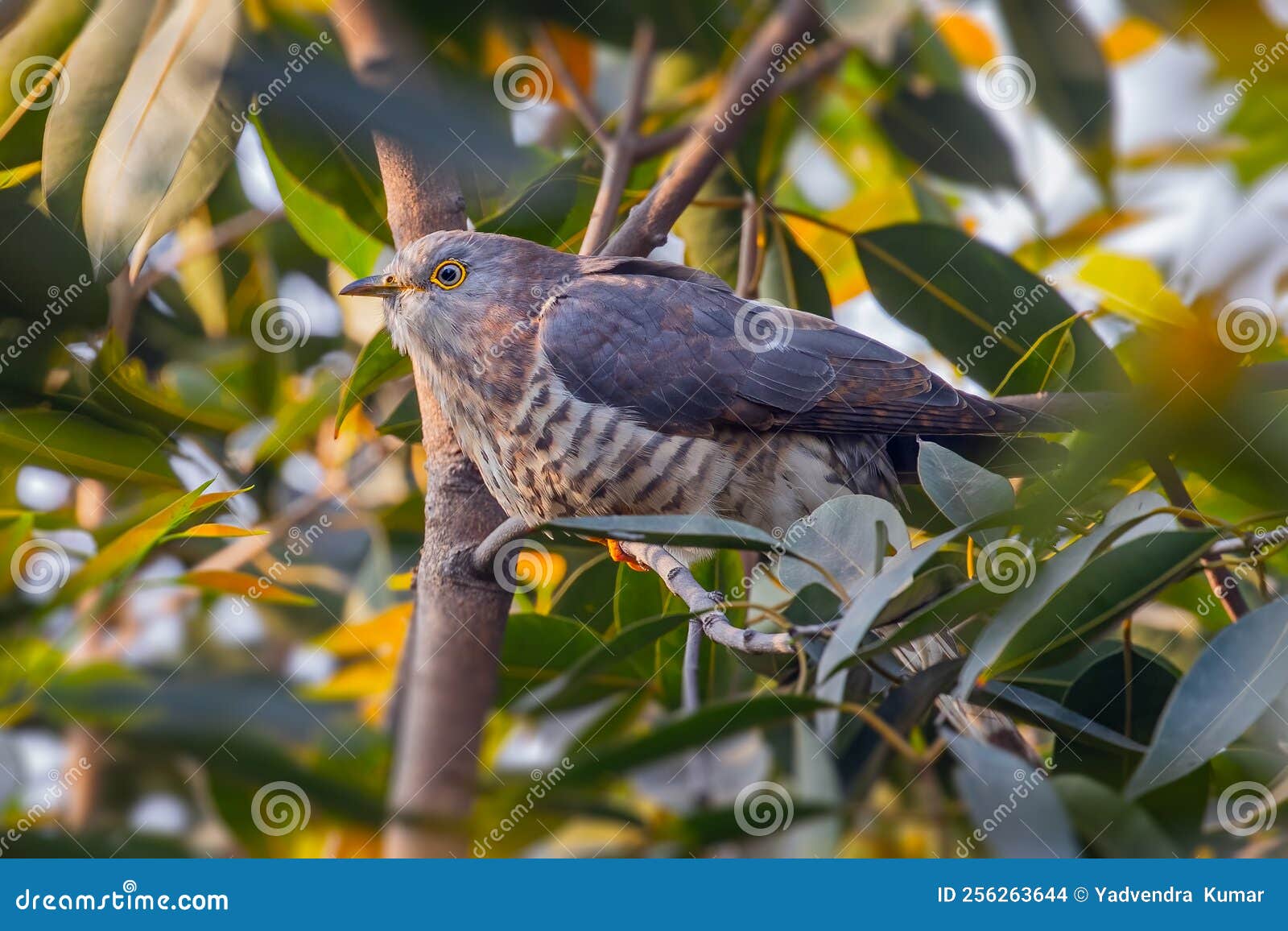 Indian Cuckoo Sitting On A Branch Royalty-Free Stock Image ...