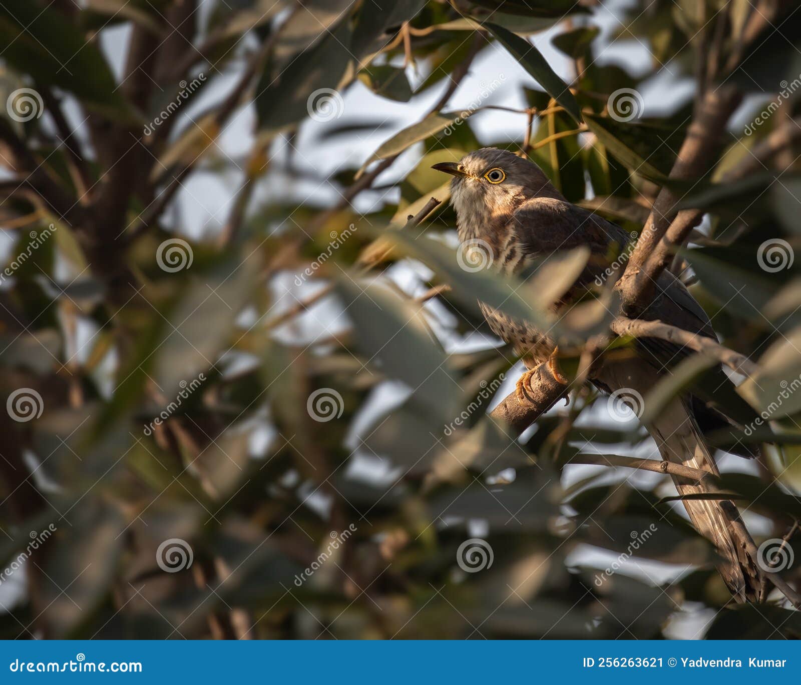 An Indian Cuckoo in a tree stock image. Image of natural - 256263621