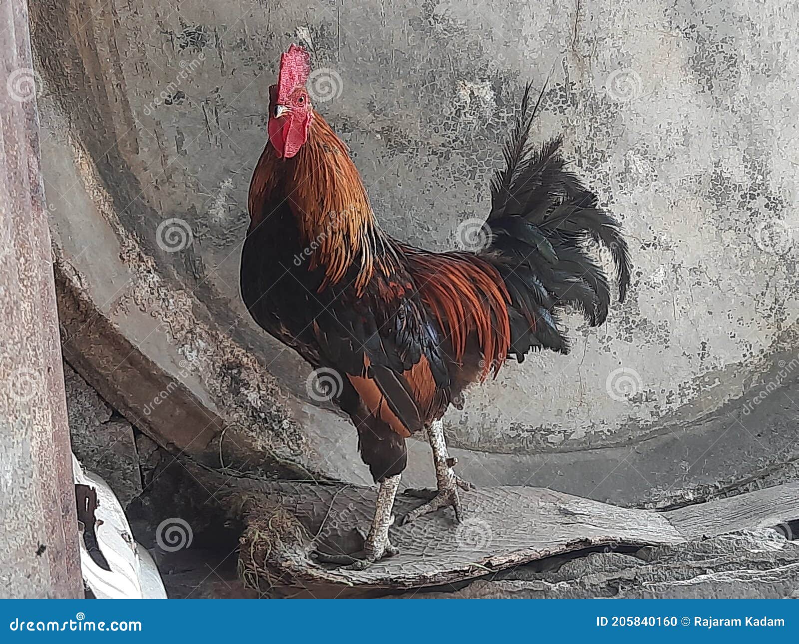 Indian Cute Cock. Colourful Pet Stock Photo - Image of indian ...