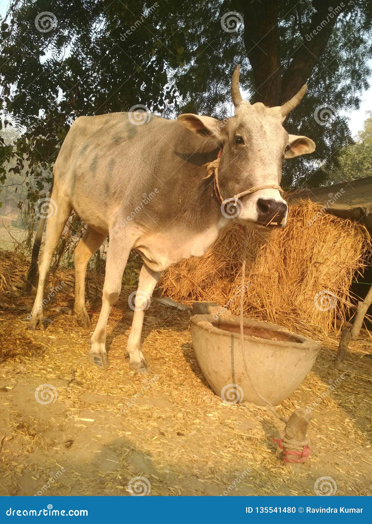 Indian desi cwo stock photo. Image of morning, pick - 135541480