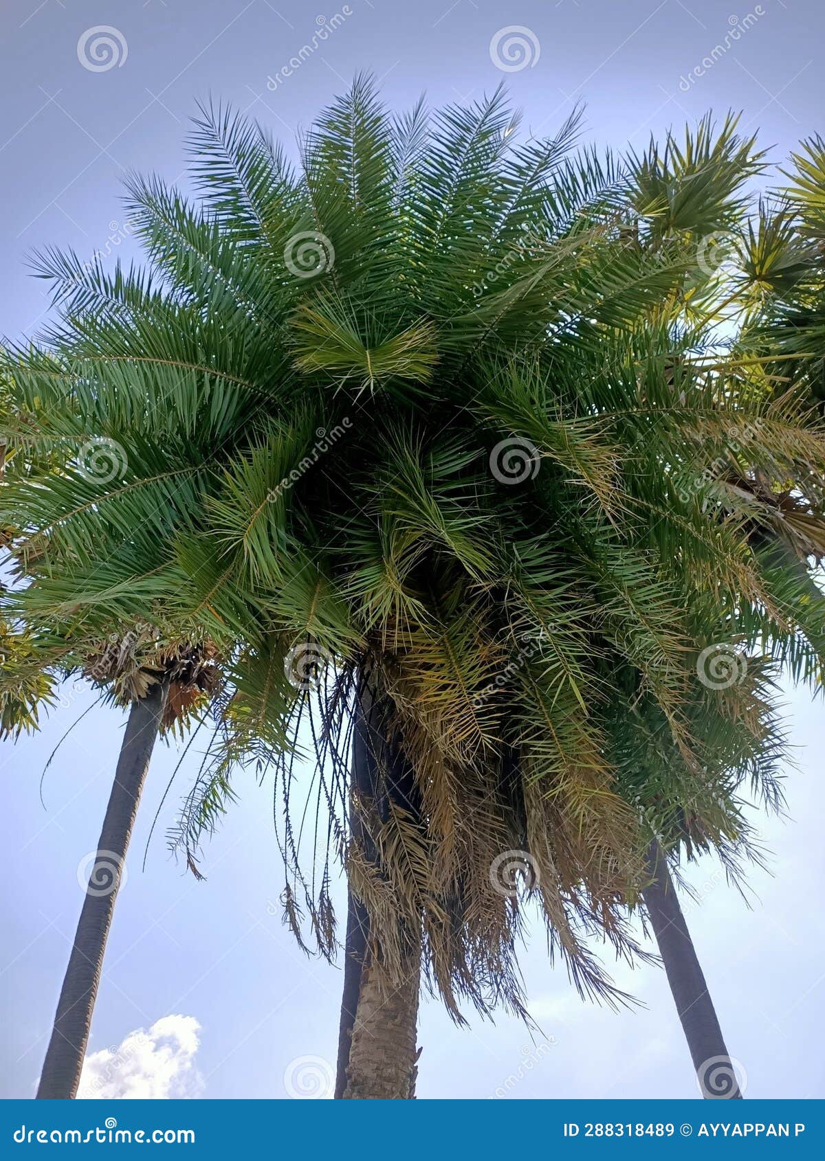 Indian date s tree. stock image. Image of indian, looking - 288318489