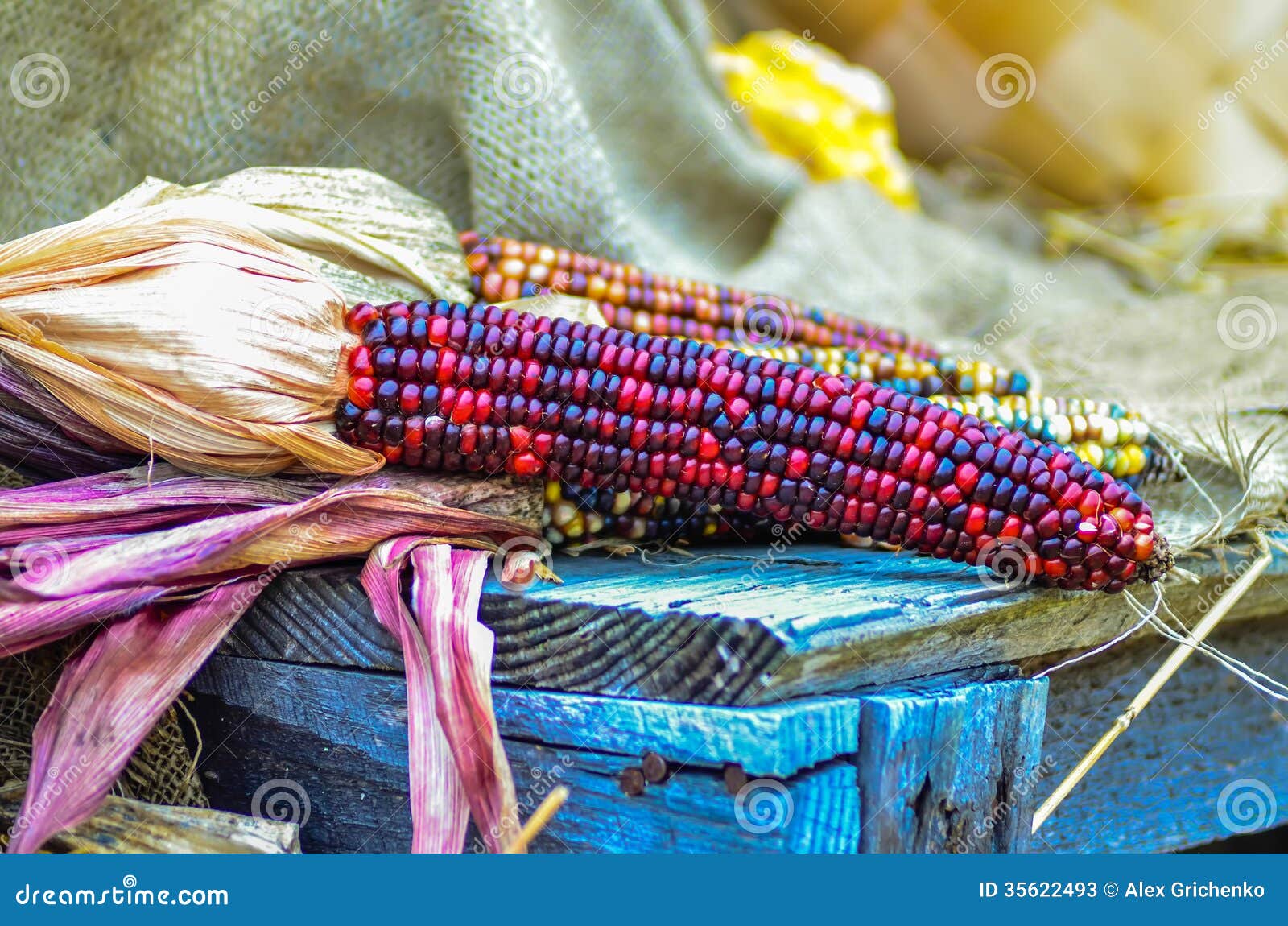 Indian Decorative Corn on Farm Display Stock Image - Image of ...
