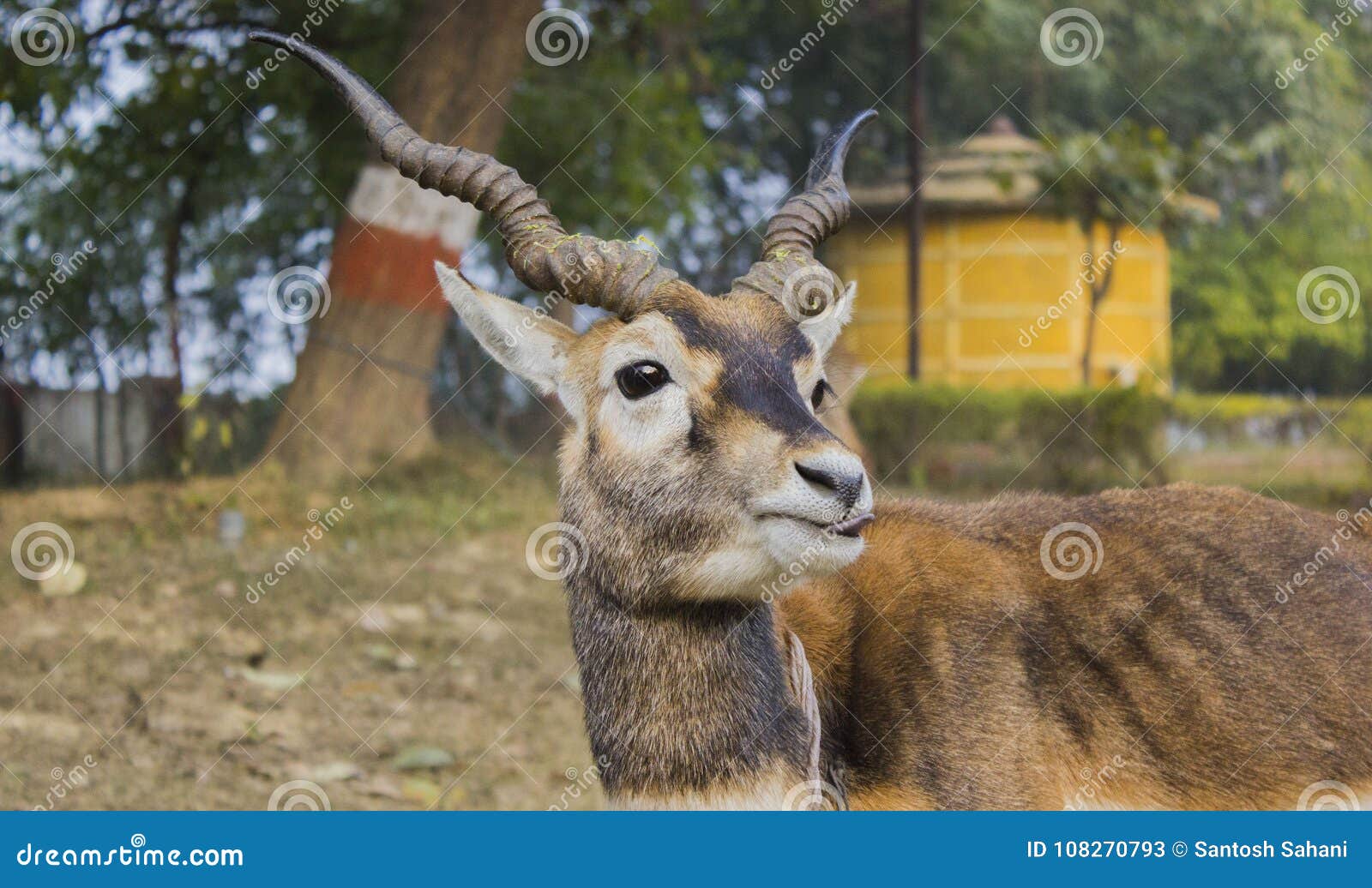 Indian Deer stock image. Image of deer, visitors, indian - 108270793