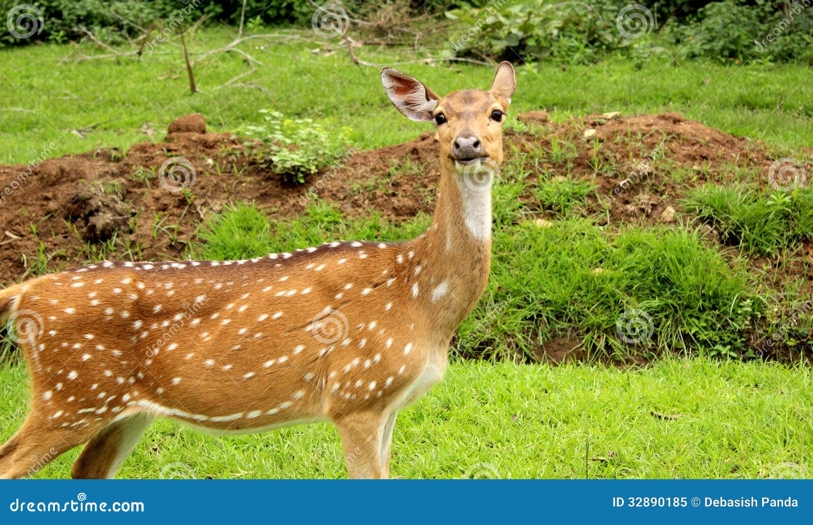 Indian Deer stock image. Image of green, tiger, deer - 32890185