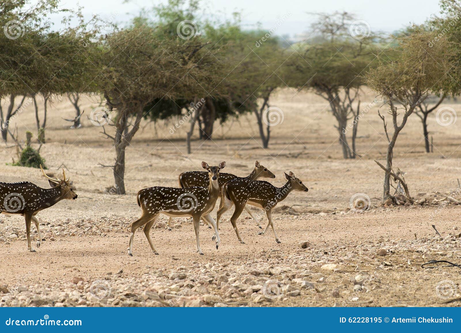 Indian deer stock image. Image of life, mammal, buck - 62228195