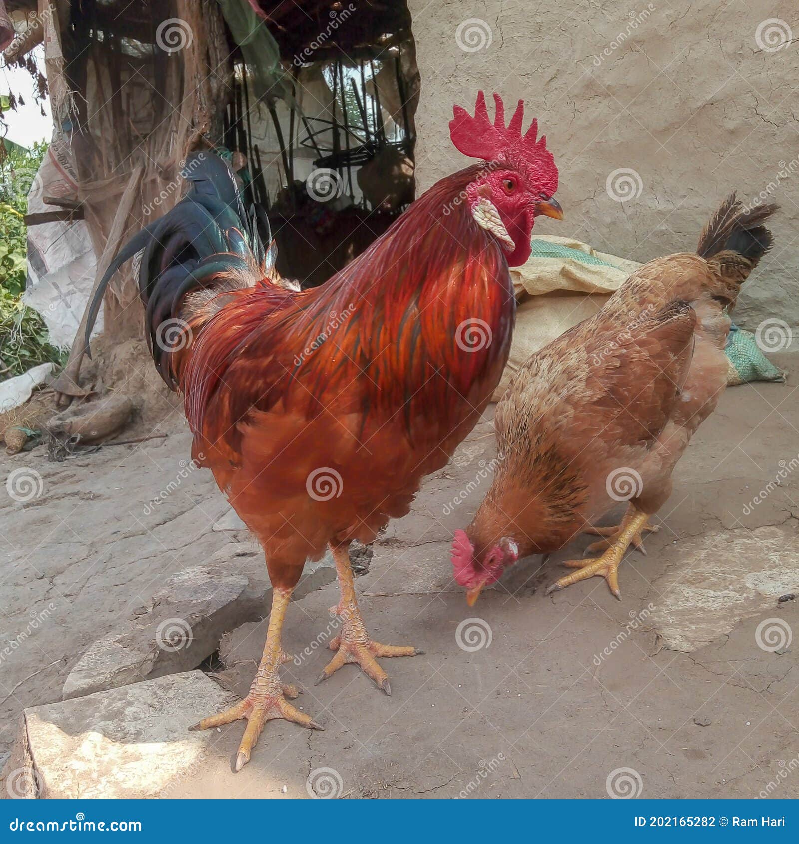 Hen stock photo. Image of peafowl, ducks, wing, wildlife - 202165282