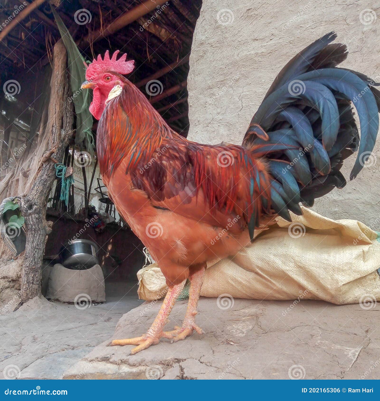 Chicks in india desi stock photo. Image of indian, beak - 202165306